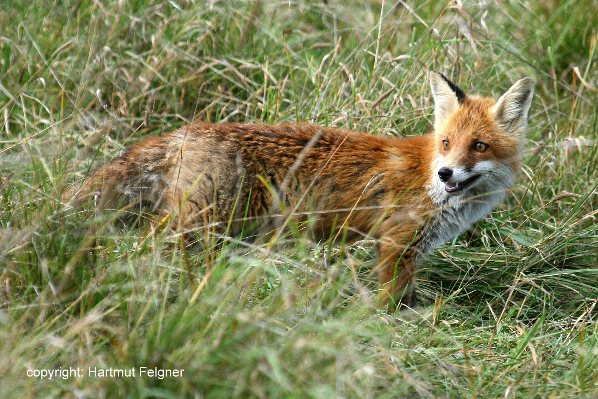 Fährten & Tierspuren, auch Fraßspuren, Losungen und sonstige Merkmale ...